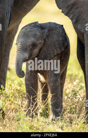 African bush elephant stands between two bushes Stock Photo - Alamy