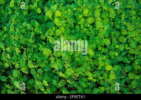 The Natural Tropical Green leaf's texture may be used as a background ...