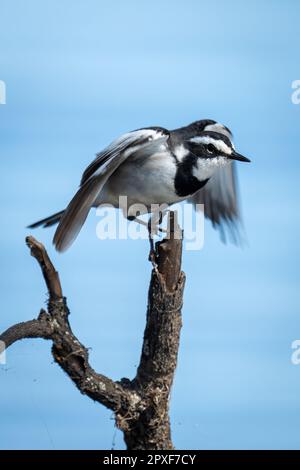 African pied wagtail flies off forked branch Stock Photo - Alamy