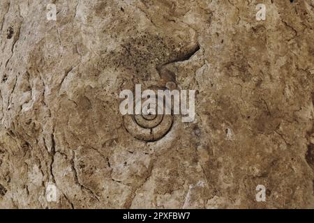 Fossils of marine animals on the stone walls of the mirror stone cave ...