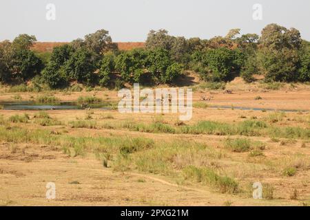 Wasserbock am Letaba River / Waterbuck at Letaba River / Kobus ...