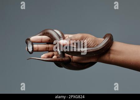 Copper rat snake enlacing hand of young African American male owner of ...