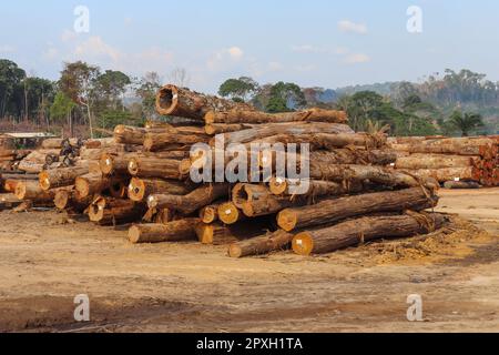 Stockyard with piles of native wood logs extracted from a brazilian ...