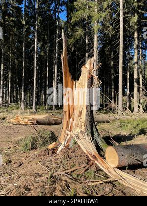 Large cut tree on the ground in the forest Stock Photo - Alamy