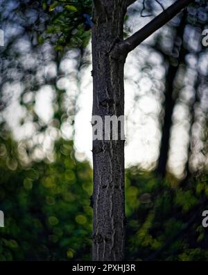 Tall, slender tree trunk with a lush canopy, perfect tree isolated on a ...