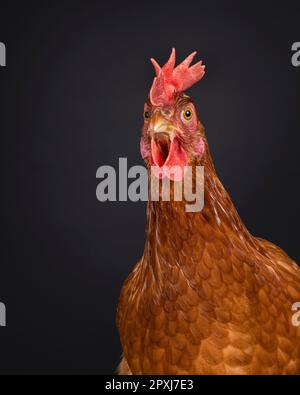 Brown hen aka female chicken, standing facing front. Looking side ways ...
