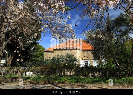 A traditional Lebanese house with a flowering tree in spring Stock ...