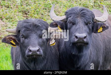 italian mediterranean buffalo breed farm specializing in the production ...