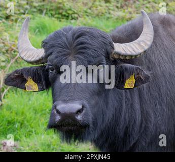 italian mediterranean buffalo or Bufala Mediterranea Italiana close up ...