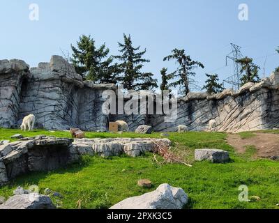 Mountain Goats in zoo. A group of mountain goats (Oreamnos americanus ...