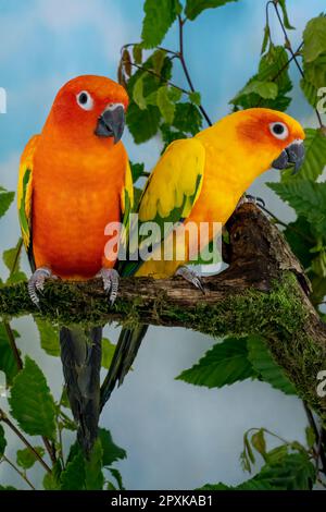 sun parakeet red factor and normal Stock Photo - Alamy