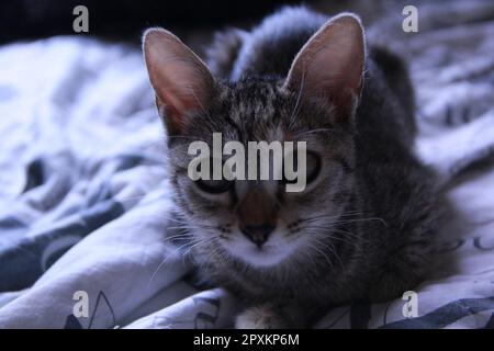 A relaxed domestic striped cat nap close-up on a checkered mat indoors ...