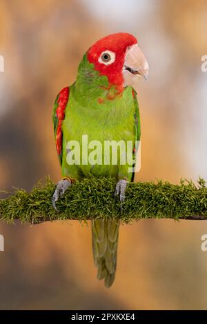 red-masked parakeet (Psittacara erythrogenys), a colorful and beautiful ...