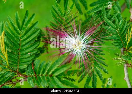 flowering tropical shrub calliandra in nature Stock Photo - Alamy