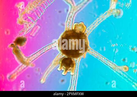 Sea anemone- (microscope Stock Photo - Alamy