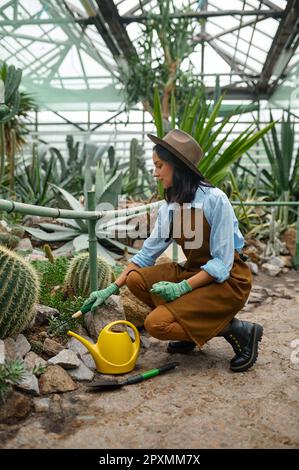 Young woman gardener caring cactus pant working at greenhouse Stock ...
