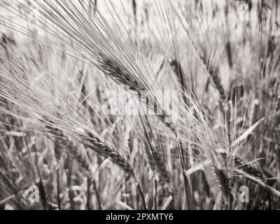 Gerstenfeld im Land Brandenburg, Deutschland Stock Photo - Alamy