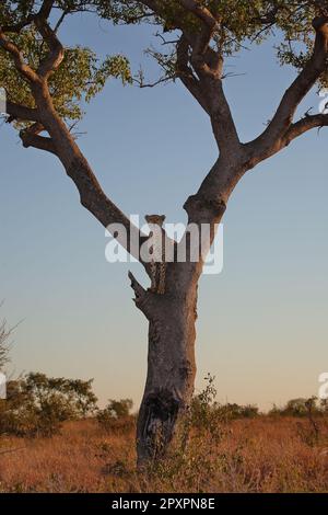 Gepard auf Baum / Cheetah in tree / Acinonyx jubatus Stock Photo - Alamy