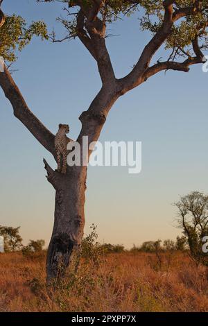 Gepard auf Baum / Cheetah in tree / Acinonyx jubatus Stock Photo - Alamy