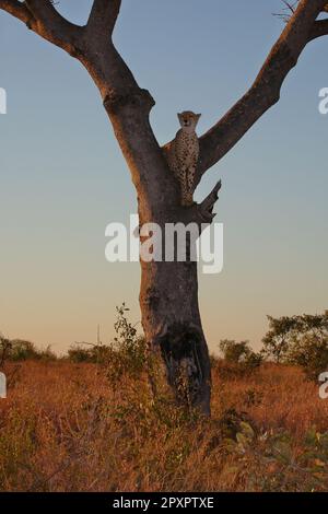Gepard auf Baum / Cheetah in tree / Acinonyx jubatus Stock Photo - Alamy