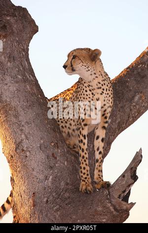 Gepard auf Baum / Cheetah in tree / Acinonyx jubatus Stock Photo - Alamy