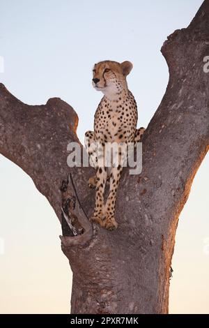 Gepard auf Baum / Cheetah in tree / Acinonyx jubatus Stock Photo - Alamy