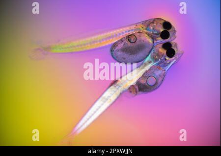Eurasian juvenile bullhead that have just hatched from their eggs ...