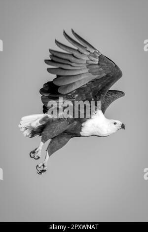 Mono African fish eagle crossing blue sky Stock Photo - Alamy