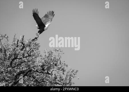 Mono African fish eagle flying from tree Stock Photo - Alamy