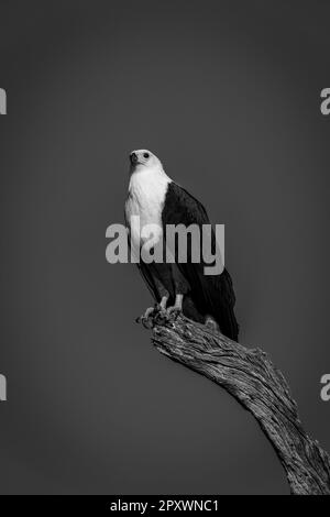 Mono African fish eagle stares from stump Stock Photo - Alamy