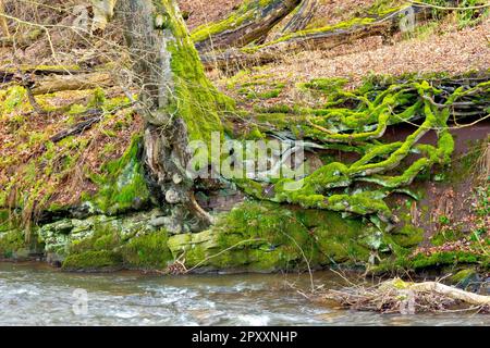 Beech tree with root system exposed Stock Photo - Alamy
