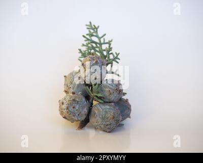 Arizona cypress tree scientific name Cupressus arizonica seeds Stock ...