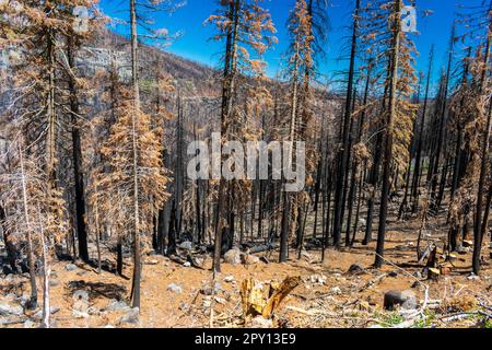 Wildfire left large swaths of burned forest in Lassen Volcanic National ...