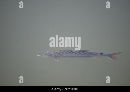 Tigersalmler / African tigerfish / Hydrocynus vittatus Stock Photo - Alamy