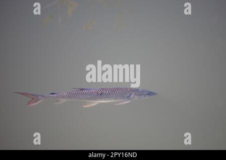 Tigersalmler / African tigerfish / Hydrocynus vittatus Stock Photo - Alamy
