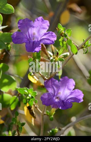Ruellia peninsularis Ruellia peninsularis Stock Photo - Alamy