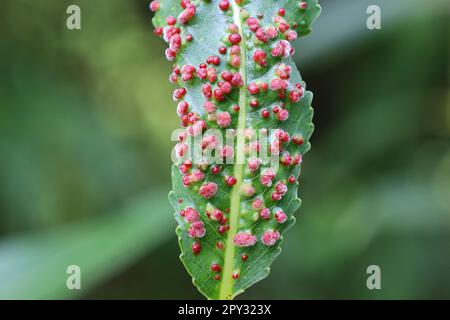 Disease of Salix leaves close-up. Damage to gall mites. Aculus ...