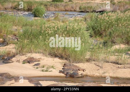 Afrikanischer Busch - Krügerpark - Crocodile River / African Bush ...
