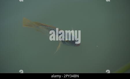 Freshwater tilapia is under the water. A fast growing freshwater fish ...