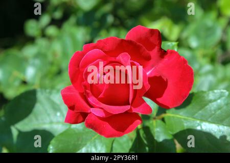 Rosa Veterans Honor, hybrid tea rose that typically grows Stock Photo ...