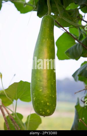 Green Bottle guard hanging on the garden tree branch Stock Photo - Alamy