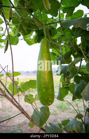 Green Bottle guard hanging on the garden tree branch with the blurry ...