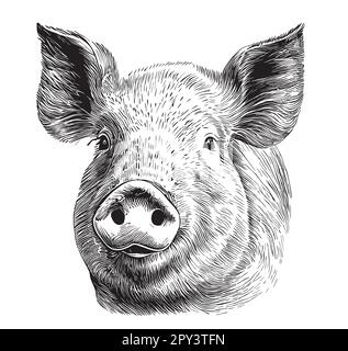 Realistic Pig Face Drawing