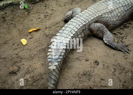 Part of crocodile's body, probably a Philippine crocodile (Crocodylus ...