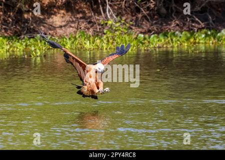 Black-collared Hawk in deep flight over river with spread wings ...