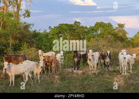 Typical Pantanal cattle standing in a green field, trees in background ...