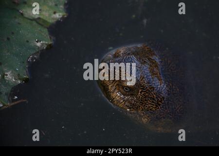Starrbrust-Pelomeduse / Marsh or Helmeted turtle / Pelomedusa subrufa ...