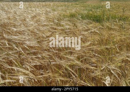 World barley production, barley cultivation and barley harvest, barley ...