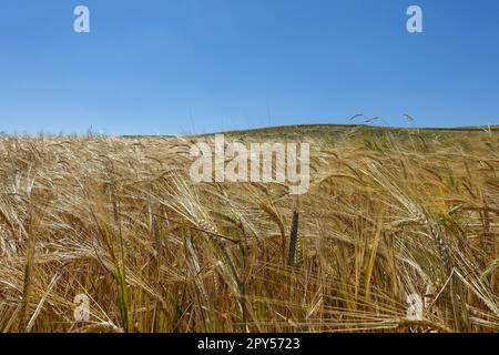 World barley production, barley cultivation and barley harvest, barley ...