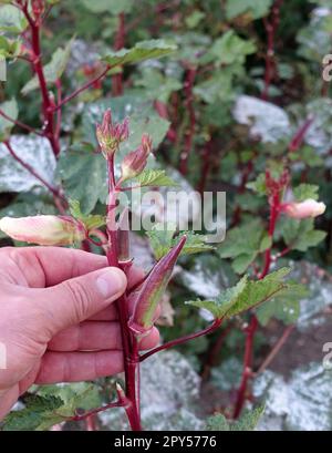 red okra, henna okra specific to Turkey, okra varieties, okra species ...
